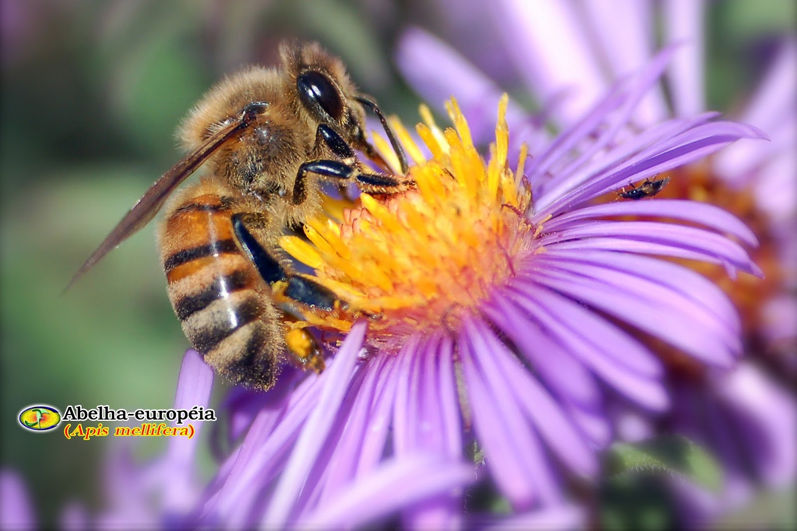 Zoologia: Abelha-européia (Apis mellifera)
